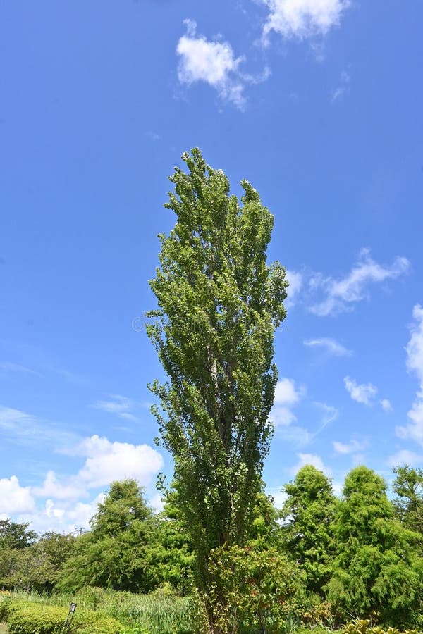 Poplar Tree. Salicaceae Dioecious Deciduous Tree Stock Photo - Image of ...