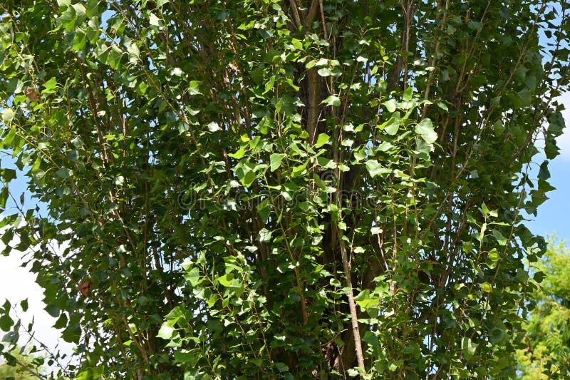 Poplar Tree. Salicaceae Dioecious Deciduous Tree Stock Image - Image of ...