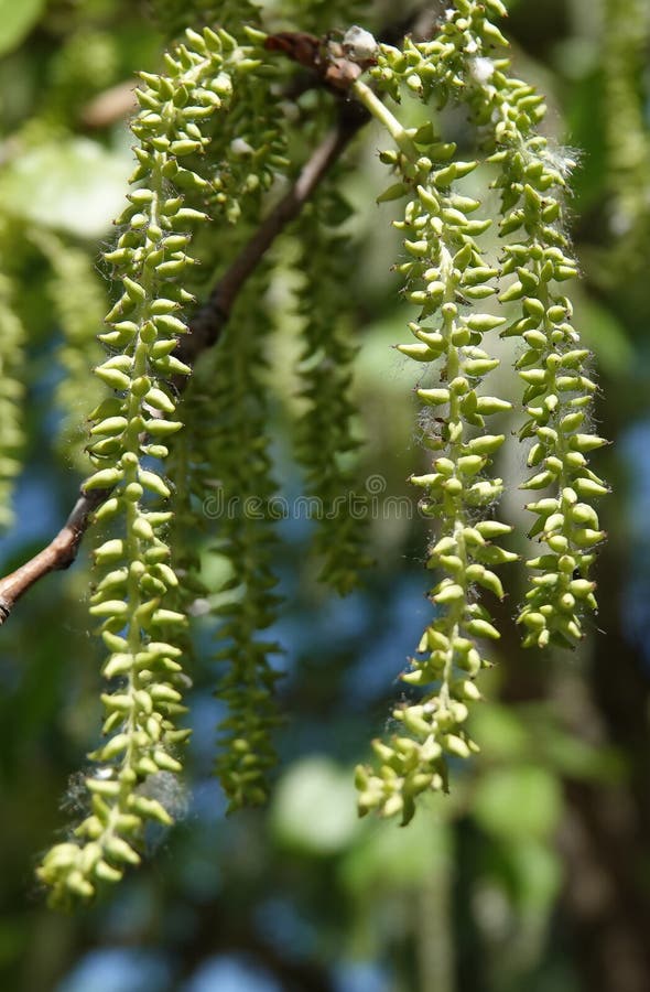 Poplar Tree Seeds stock image. Image of reproduction - 256126707