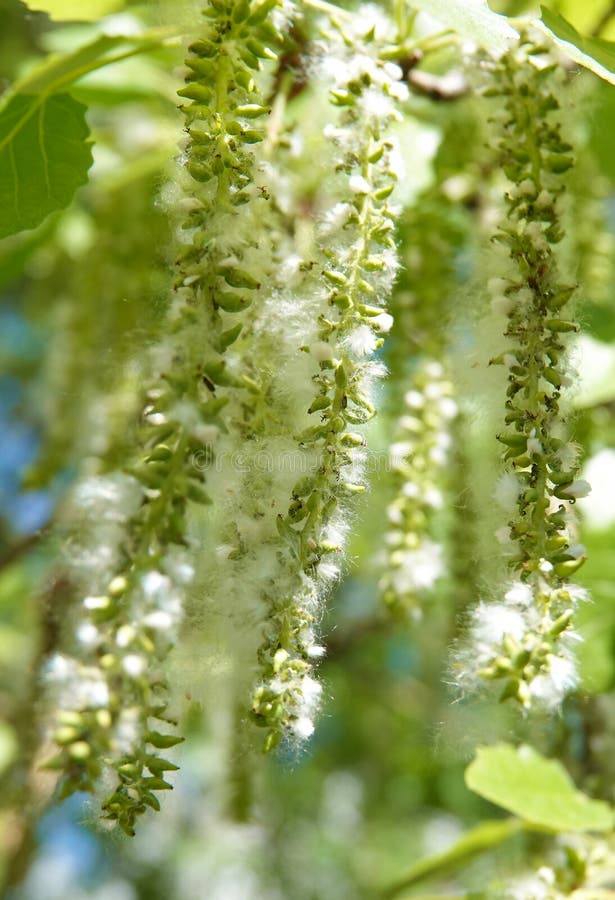 Poplar Tree Seeds stock photo. Image of reproduction - 256126722
