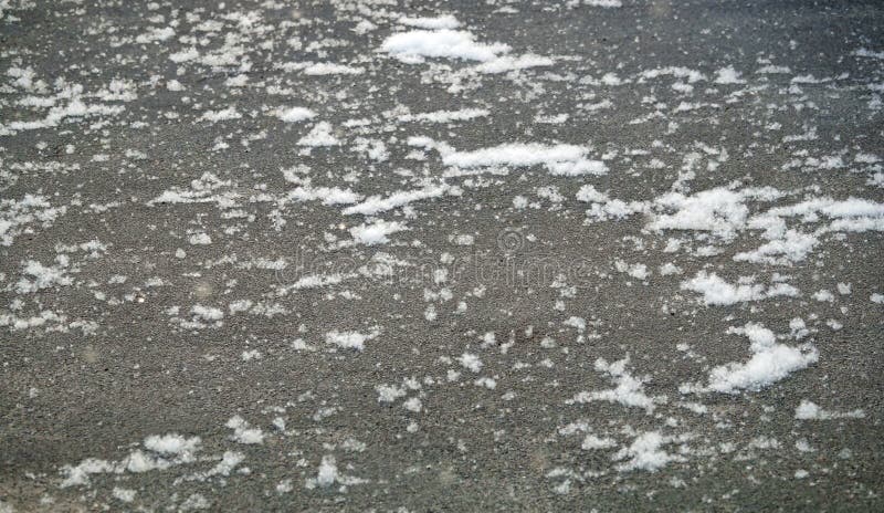 Poplar Tree Seeds stock image. Image of large, poplar - 256126749