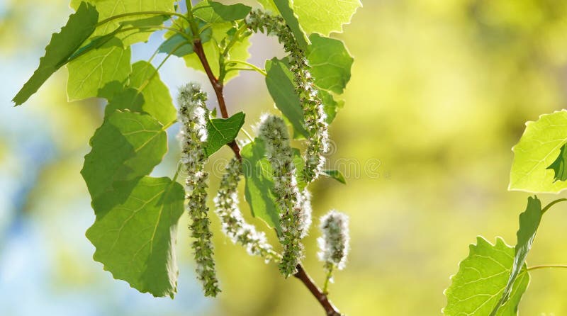 Poplar Tree Seeds stock photo. Image of city, carries - 275161676