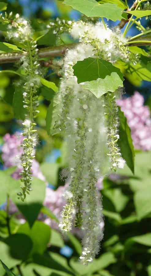 Poplar Tree Seeds stock photo. Image of bunches, nature - 275161706