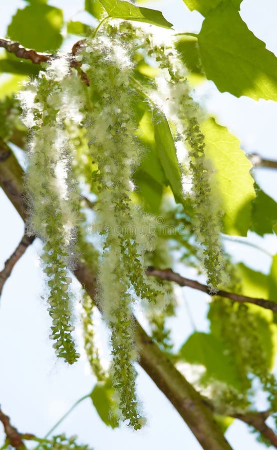 Poplar Tree Seeds stock image. Image of carries, hang - 275161801
