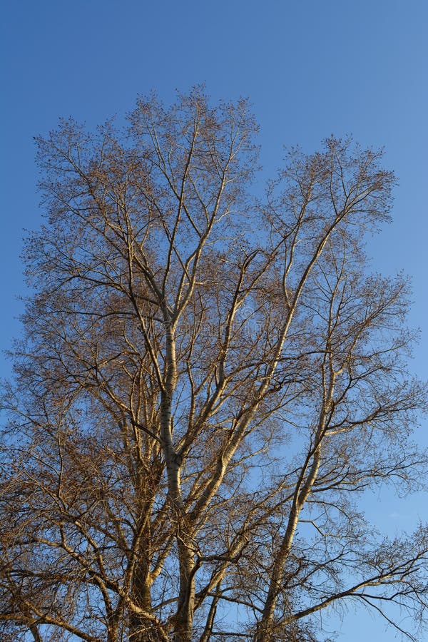 Poplar Tree in Sunny Spring Day on the Background of Blue Sky Stock ...
