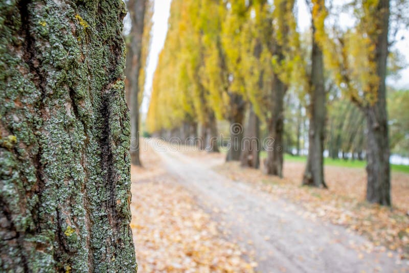 Poplar Tree Trunk on the Background of Trail in the Park Stock Image ...