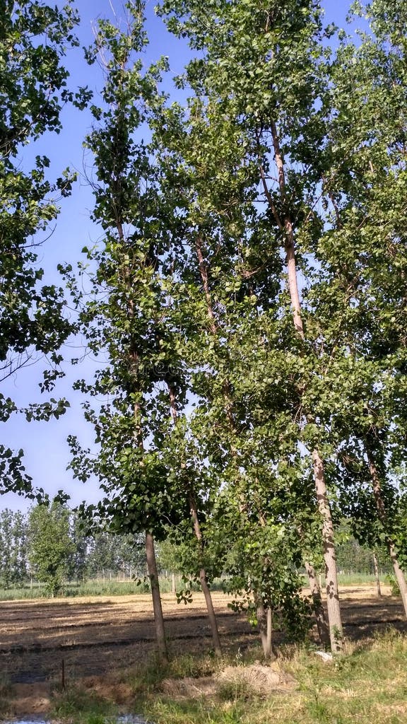 Poplar tree stock photo. Image of tree, famous, vety - 96590810