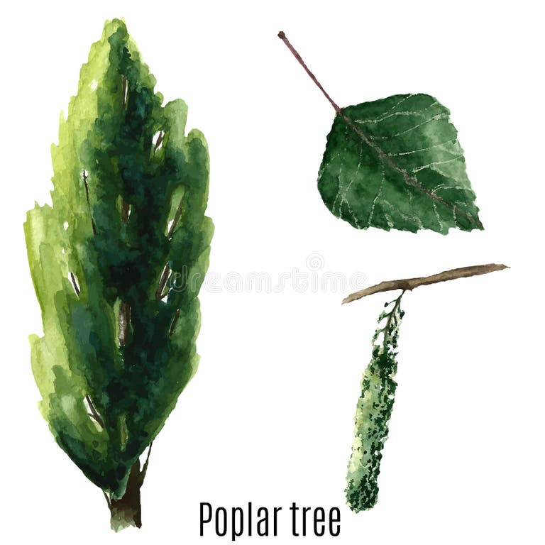 Poplar Stock Illustrations – 9,965 Poplar Stock Illustrations, Vectors ...