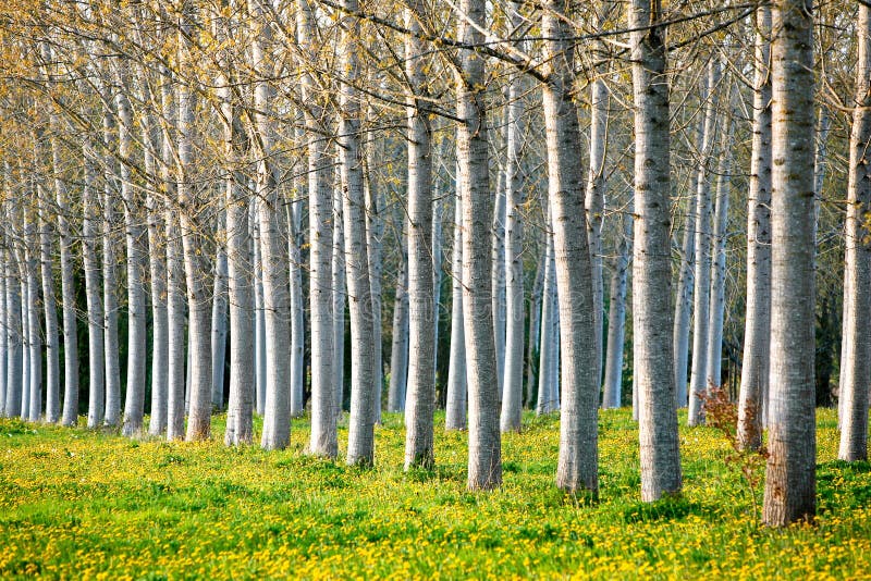 Poplar trees. stock image. Image of rural, forest, grass - 13253667