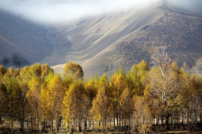 Poplar trees stock photo. Image of asia, trees, forest - 17101718