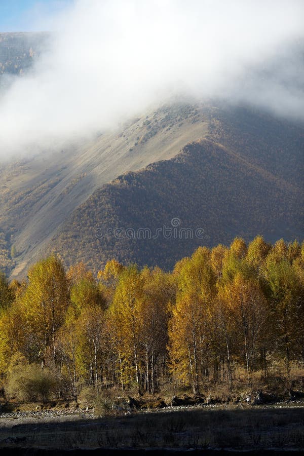 Poplar trees stock image. Image of tibet, poplar, tree - 17101905