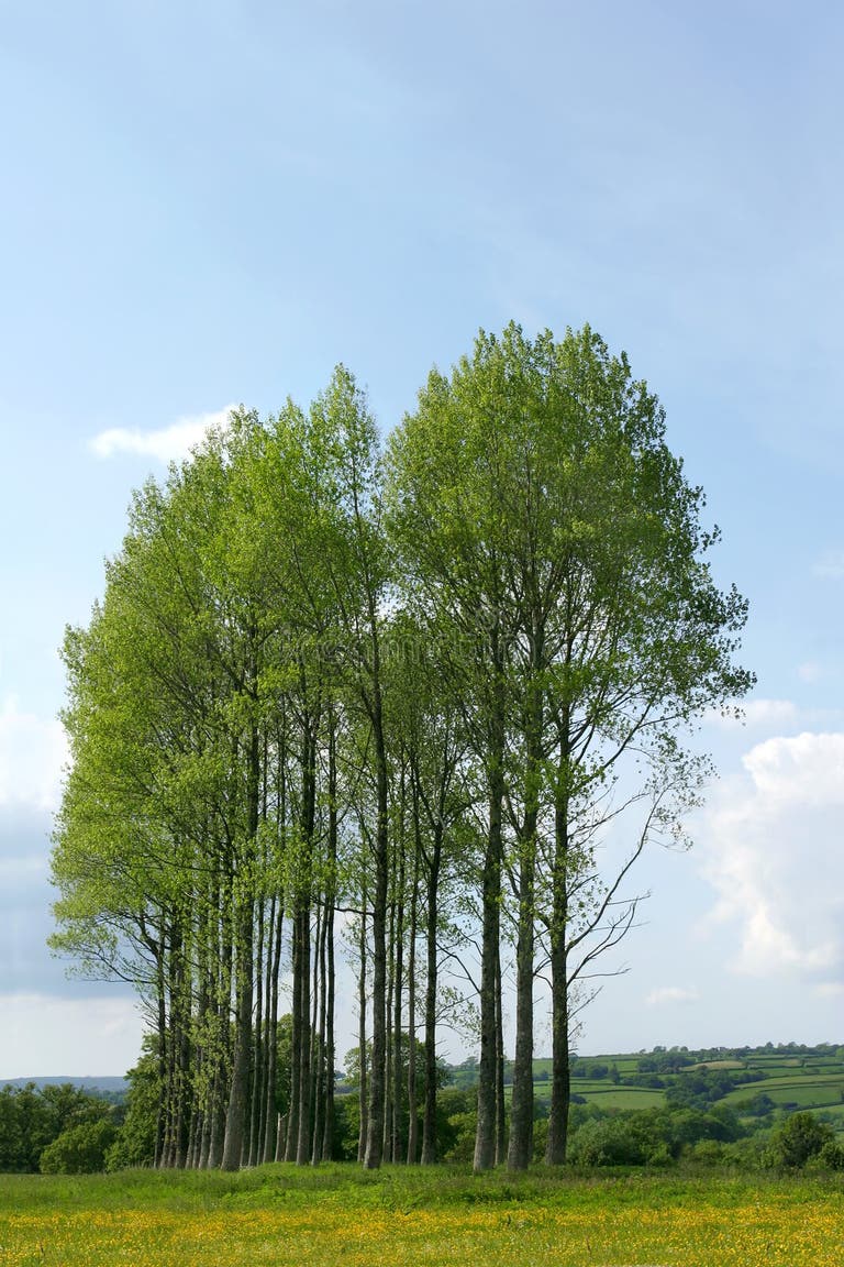 14,759 Poplar Trees Stock Photos - Free & Royalty-Free Stock Photos ...