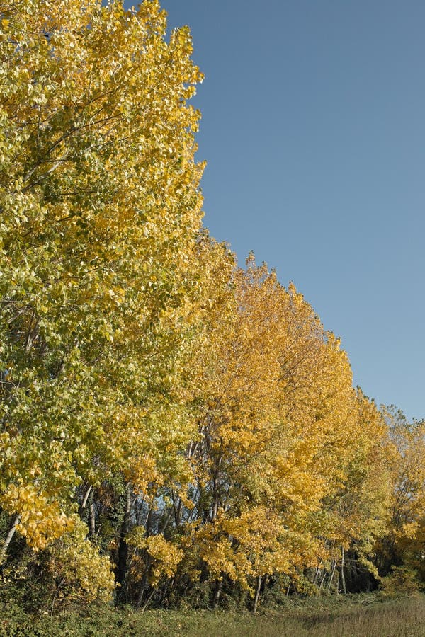 Poplar trees in autumn stock photo. Image of plant, tree - 22028038