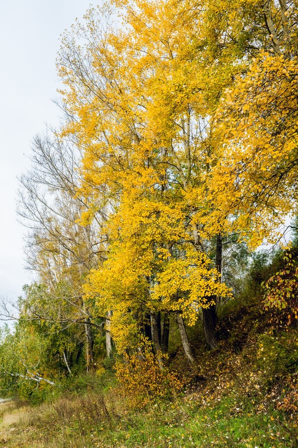 Poplar Trees in the Autumn Morning Stock Image - Image of colorful ...