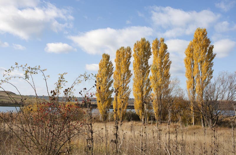 Poplar Trees in Autumn - RAW Format Stock Image - Image of trees, fall ...