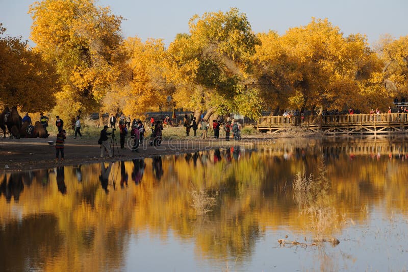 Poplar trees in autumn editorial photo. Image of inverted - 30778486