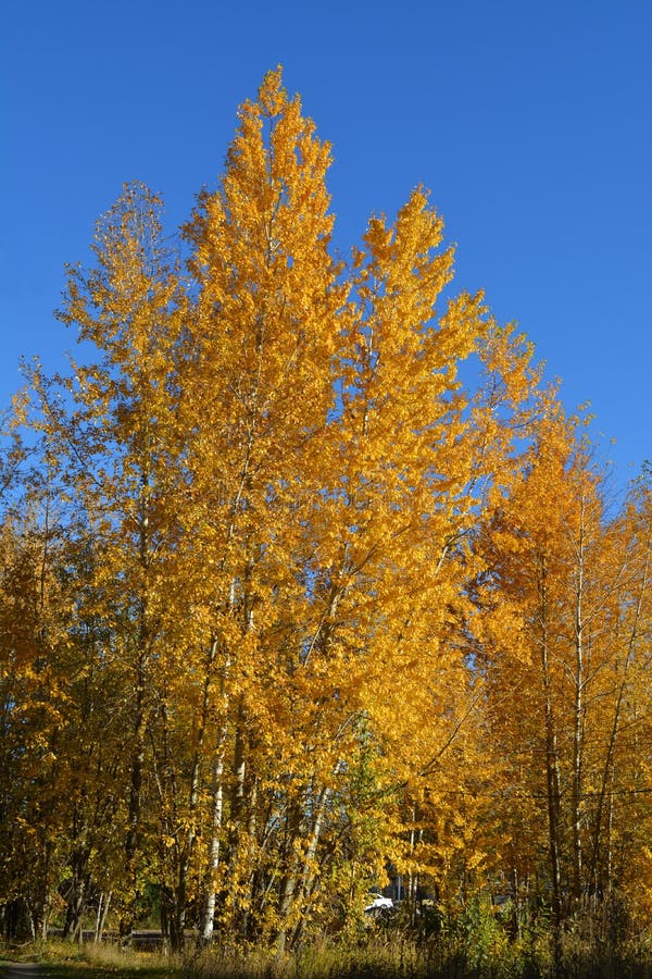 Poplar Trees with Bright Golden Foliage in Autumn Stock Photo - Image ...