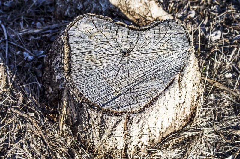 Poplar Trees Cut from the Bottom, Cut Tree Patterns Stock Image - Image ...