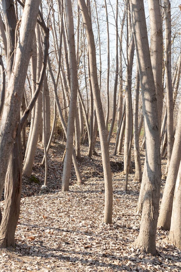 Poplar Trees in Dormancy Period in Autumn Winter Stock Photo - Image of ...