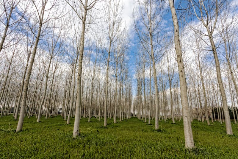 Poplar Trees Forest in Cold Winter Stock Image - Image of plants ...