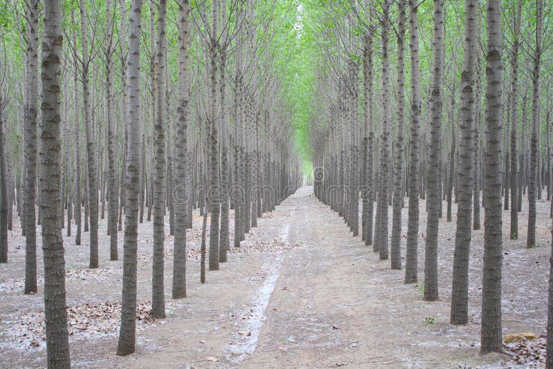 Fustigate Trees Stock Photos - Free & Royalty-Free Stock Photos from ...