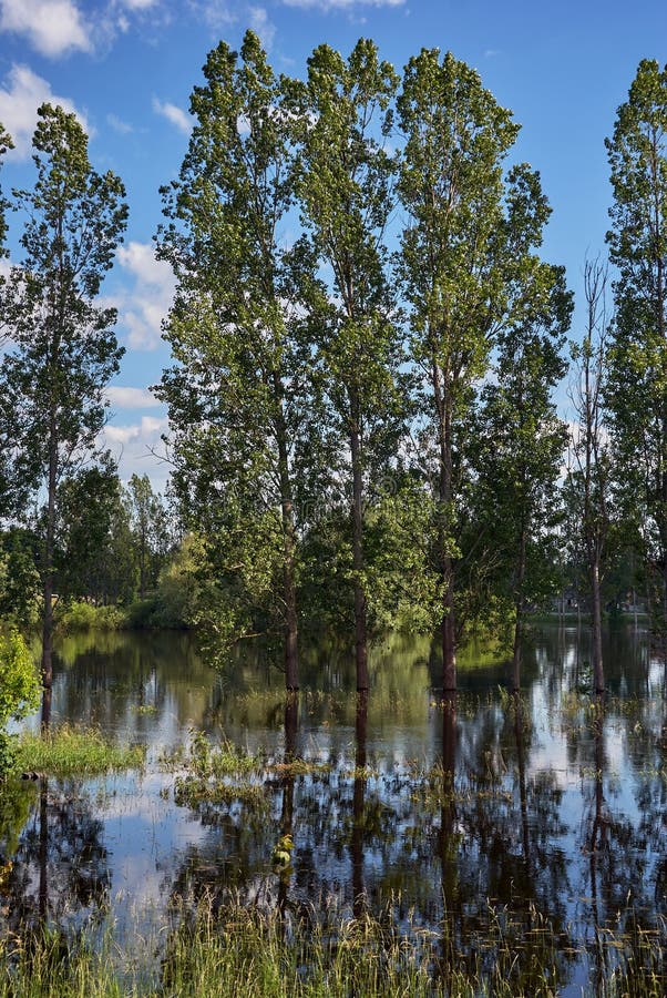 Poplar Trees and Meadow Flooded with Water from the River Stock Photo ...