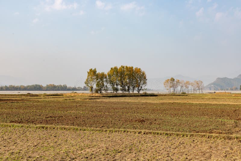 Poplar Trees in the Middle of Fields in Autumn Winter Season Beautiful ...