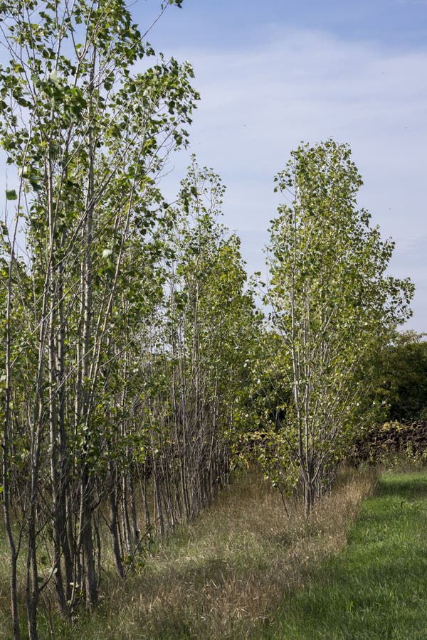 Poplar trees in the park stock photo. Image of blue - 257687380