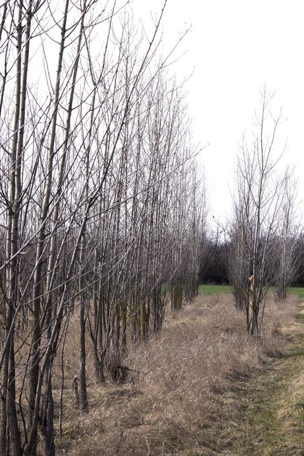 Poplar trees in the park stock photo. Image of beautiful - 275709252