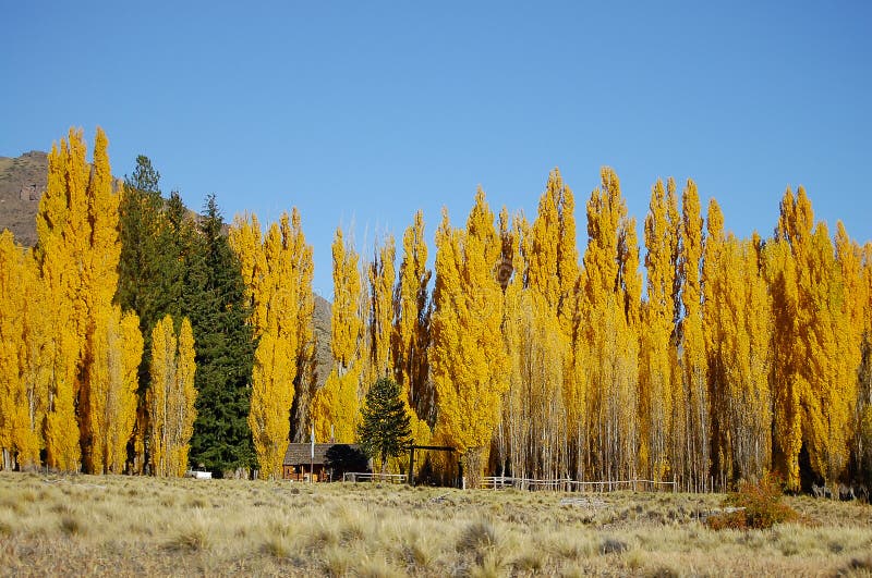 Poplar Trees - Patagonia - Argentina Stock Image - Image of bariloche ...