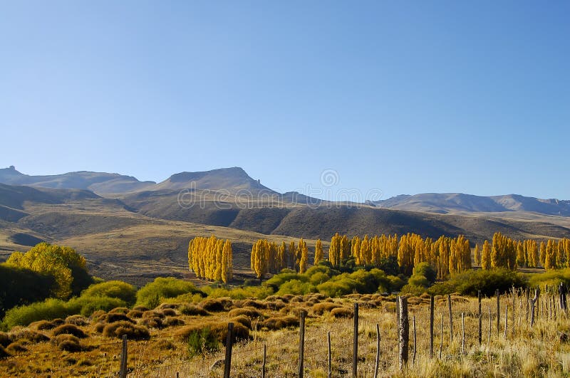 Poplar Trees - Patagonia - Argentina Stock Photo - Image of autumn ...