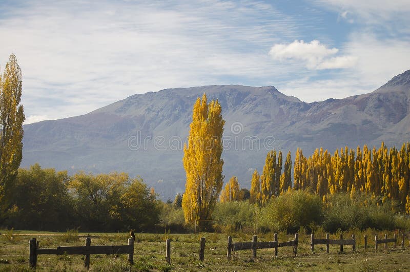 Poplar Trees - Patagonia - Argentina Stock Photo - Image of landscape ...