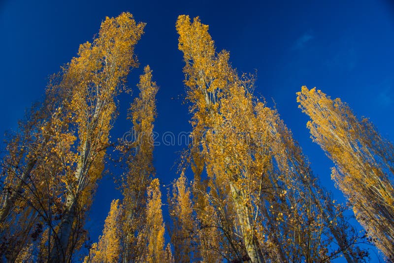 Poplar Trees at Sundown in the Fall Stock Image - Image of blue ...