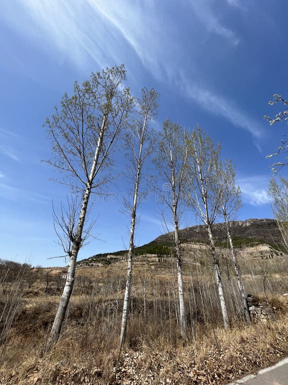 Poplar Trees in Early Spring Stock Photo - Image of spring, warm: 245629138