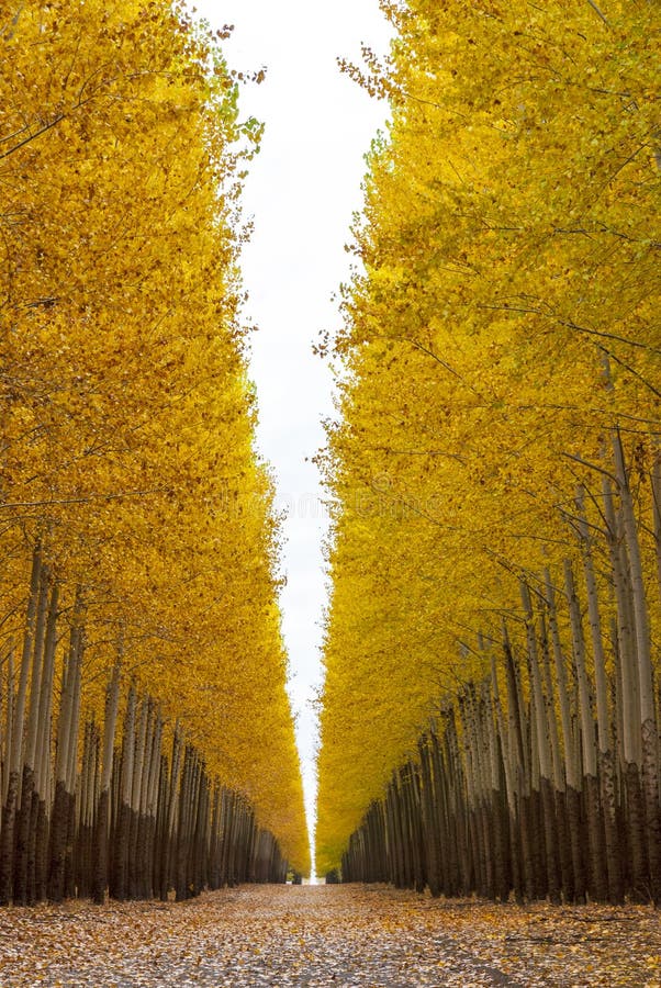 Poplar Trees in Rows on an Autumn Farm Stock Photo - Image of leaves ...