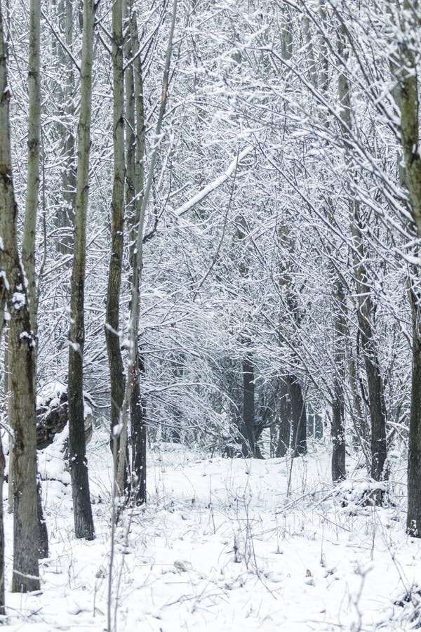 Poplar Trees Trunks Natural Background Winter Edition Stock Photo ...