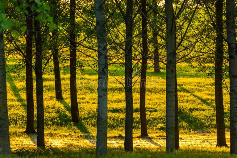 Poplar Trees and White Pollen in a Forest in Spring Stock Image - Image ...