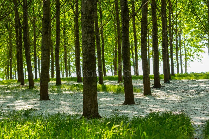 Poplar pollen stock photo. Image of pollen, flying, trees - 45661952