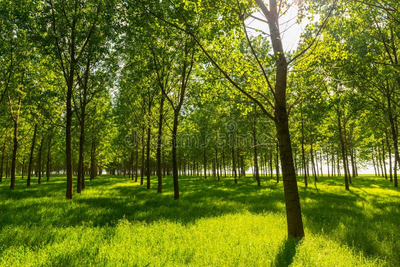 Poplar Trees and White Pollen in a Forest in Spring Stock Photo - Image ...