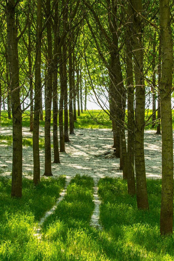 Poplar Trees and White Pollen in a Forest in Spring Stock Photo - Image ...