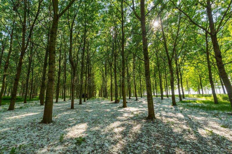 Poplar Trees and White Pollen in a Forest in Spring Stock Image - Image ...