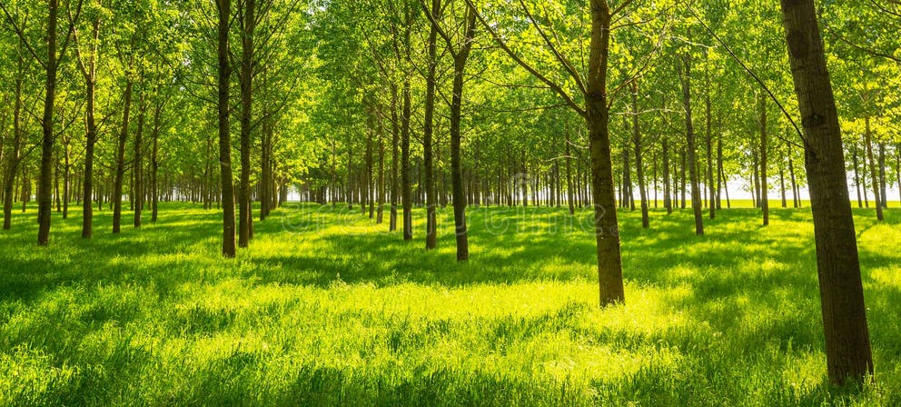 Poplar Trees and White Pollen in a Forest in Spring Stock Photo - Image ...