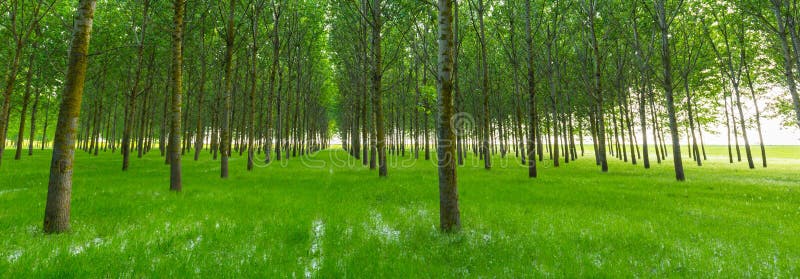 Poplar pollen stock photo. Image of pollen, flying, trees - 45661952