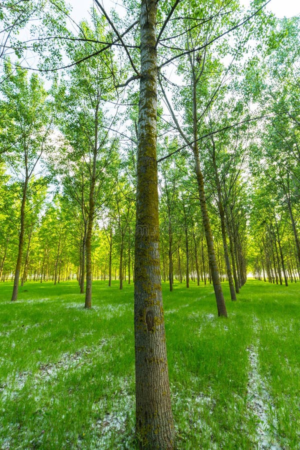 Poplar Trees and White Pollen in a Forest in Spring Stock Photo - Image ...