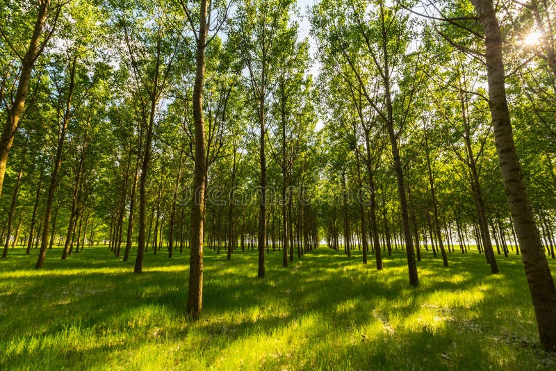 Poplar Trees and White Pollen in a Forest in Spring Stock Photo - Image ...