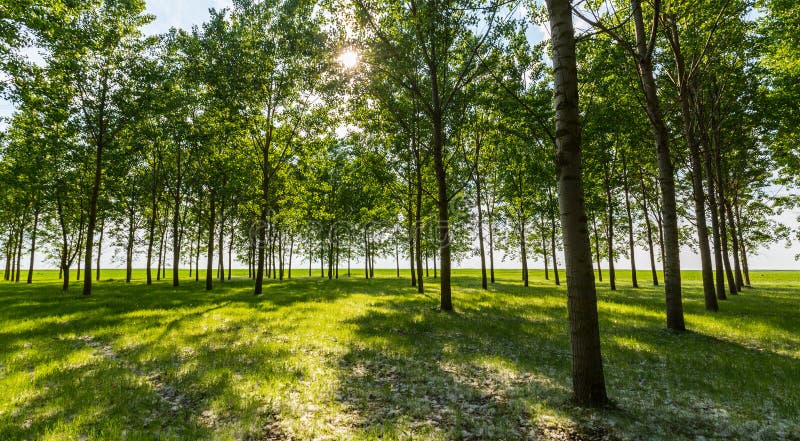 Poplar Trees and White Pollen in a Forest in Spring Stock Photo - Image ...