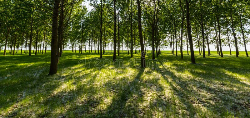 Poplar Trees and White Pollen in a Forest in Spring Stock Photo - Image ...