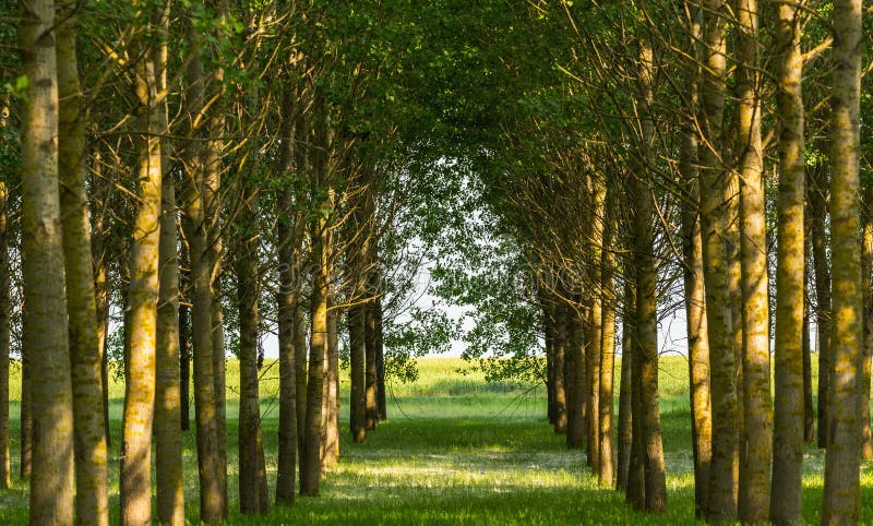 Poplar pollen stock photo. Image of pollen, flying, trees - 45661952