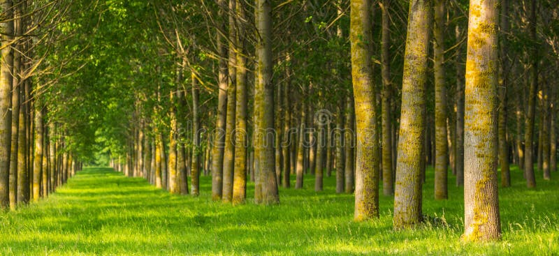 Poplar Trees and White Pollen in a Forest in Spring Stock Image - Image ...