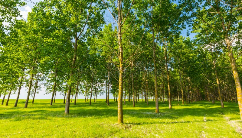 Poplar Trees and White Pollen in a Forest in Spring Stock Photo - Image ...